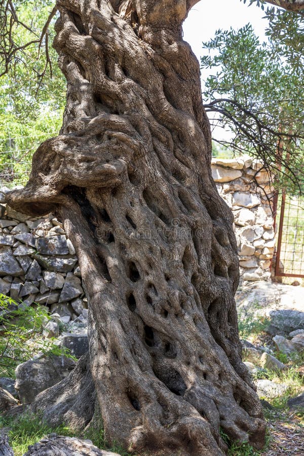 Thousand-year-old Olive Trees on the Island of Pag in Croatia. Stock ...