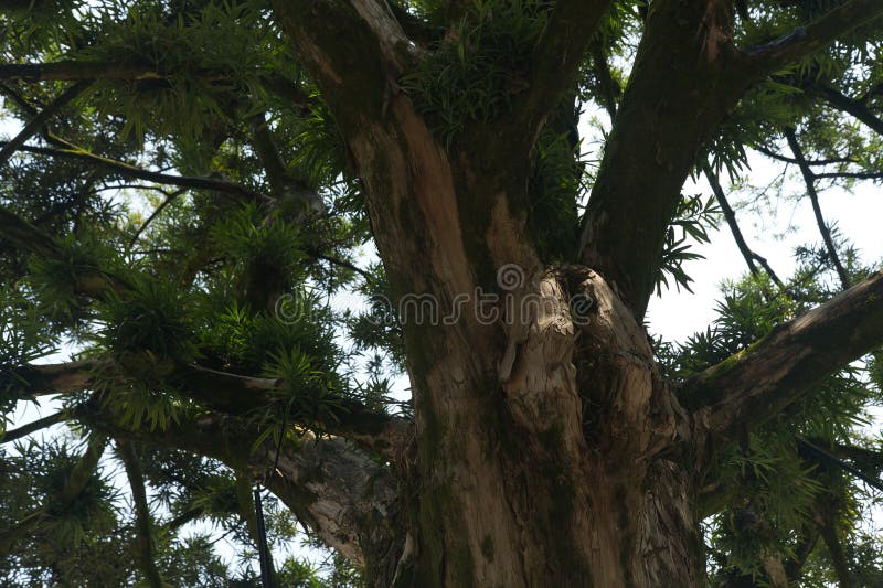 A Thousand-year-old Styled Ancient Tree Stock Photo - Image of closeup ...
