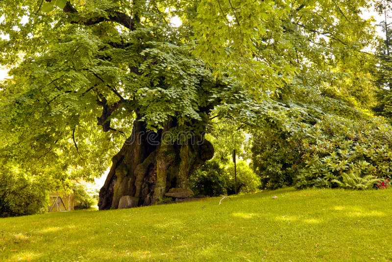 Thousand Years Old Linden Tree Stock Image - Image of bole, cemetery ...