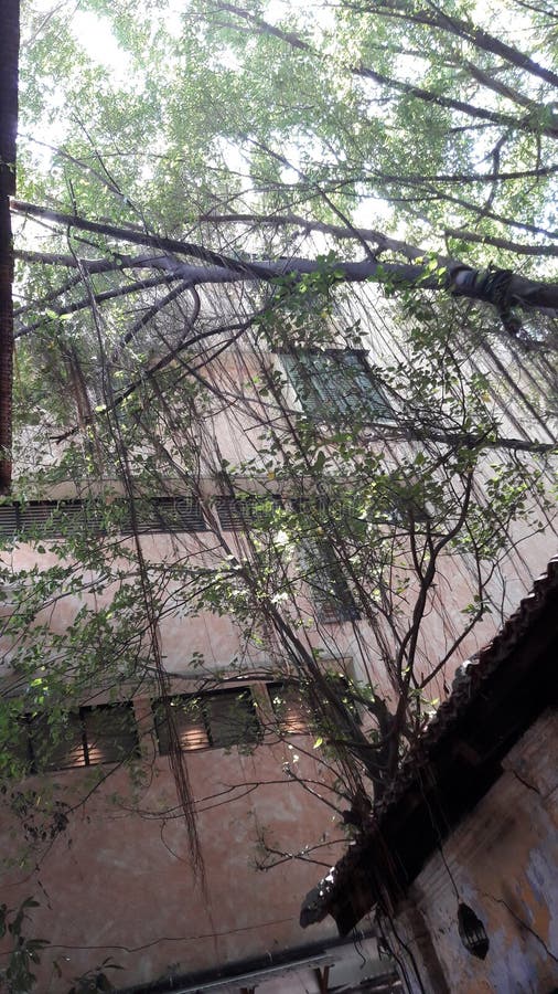 Ipoh stock image. Image of years, ipoh, tree - 104165827