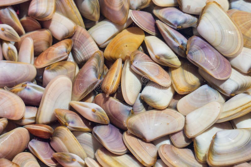 Thousands of Abrupt Wedge Shells in a Container after Harvest Stock ...