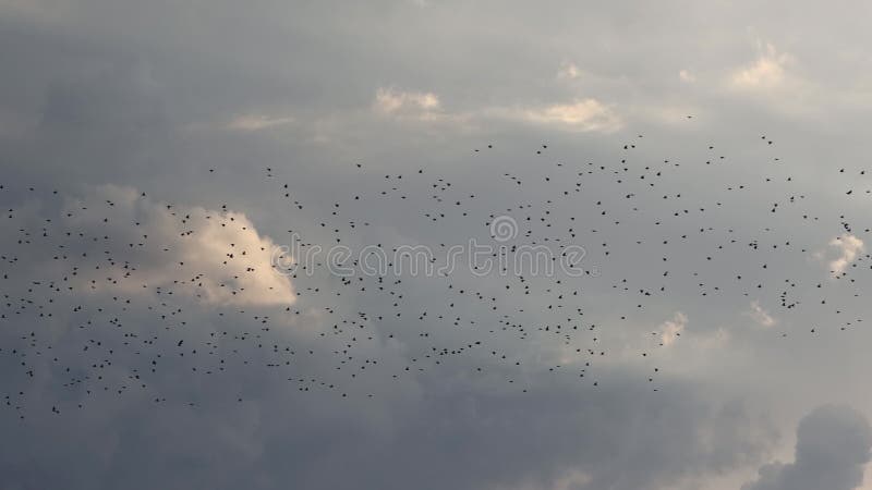 Thousands of Birds Fly Across the Spring Sky Stock Video - Video of ...