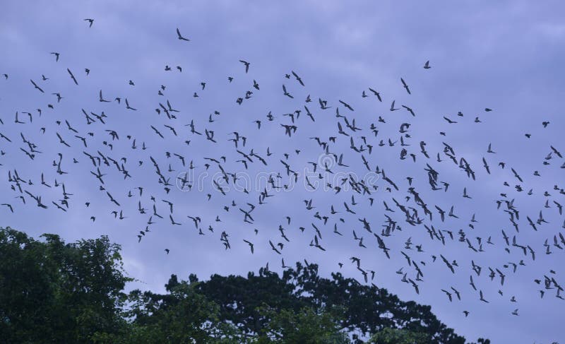 Animals and wildlife stock image. Image of trees, strings - 241233929