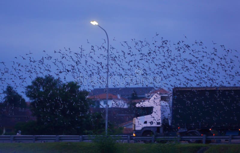 Objects and animals stock photo. Image of ground, nature - 241233846