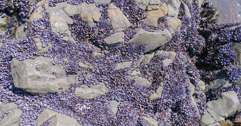 Thousands of Clams Attached To a Rock Stock Image - Image of black ...