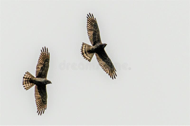Thousands of birds feeding stock image. Image of adult - 22746985