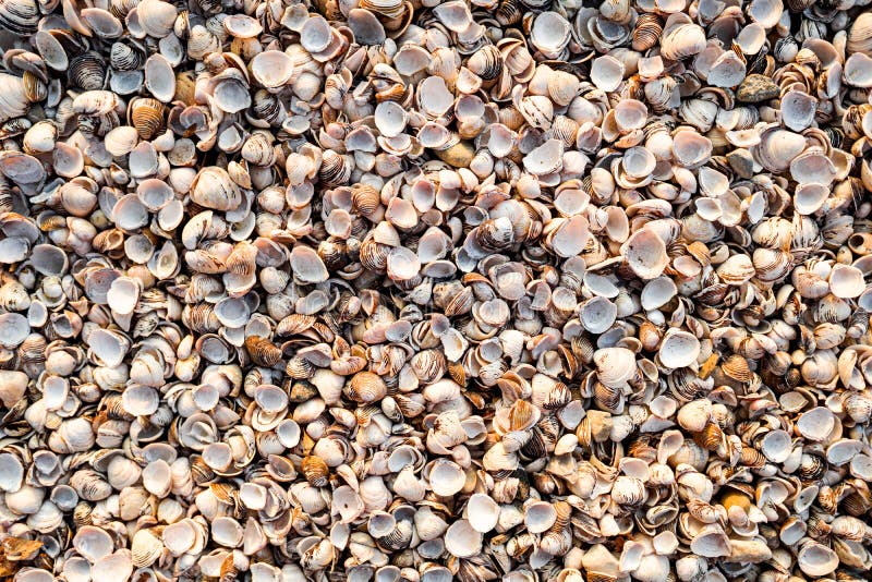 Thousands of Empty Shells, Full Shell Background To Use As Wallpaper ...
