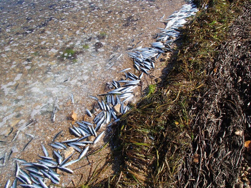 Fish wash ashore stock photo. Image of outdoor, pollution - 112560908