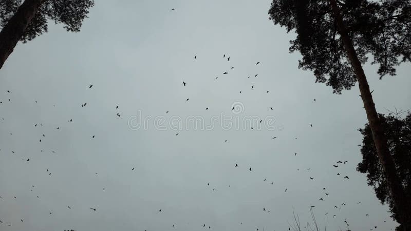 Thousands of Frightened Birds Fly Chaotically in the Sky at the Same ...
