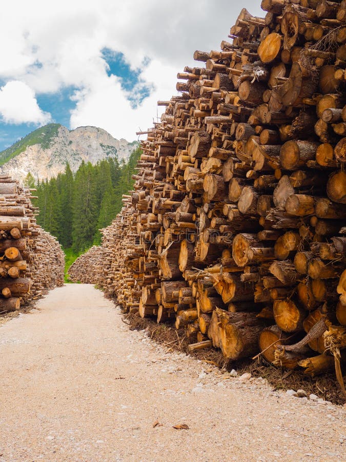Thousands of Logs Stacked after the Storm that Destroyed the Woods ...