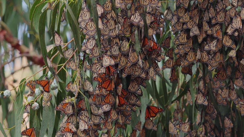 Thousands of Monarch Butterflies Converge upon an Eucalyptus Tree Stock ...
