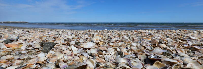 Seashells Shells on the Beach by the Sea Stock Image - Image of august ...