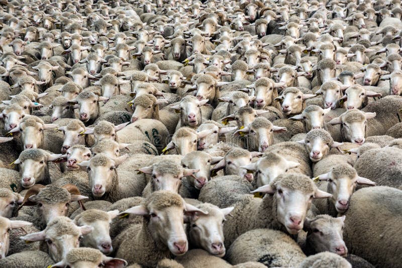 Thousands of sheep stock image. Image of agriculture - 96748051