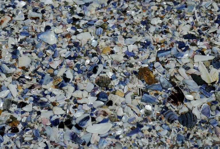 Thousands of Shells Washed Ashore Forming a Unique Beach Stock Photo ...