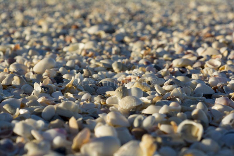 Close Up Thousands of Small Shells on the Beach Stock Photo - Image of ...