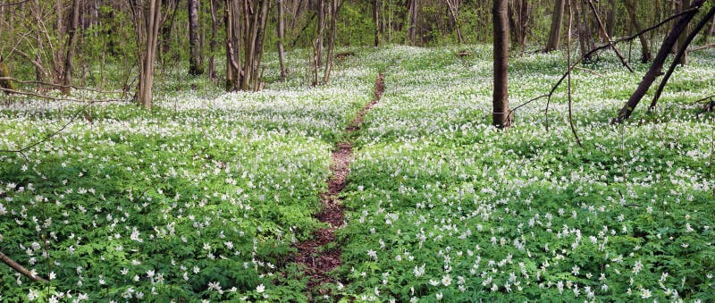 Thousands of White Snowdrops Blooming in the Spring Forest Stock Image ...