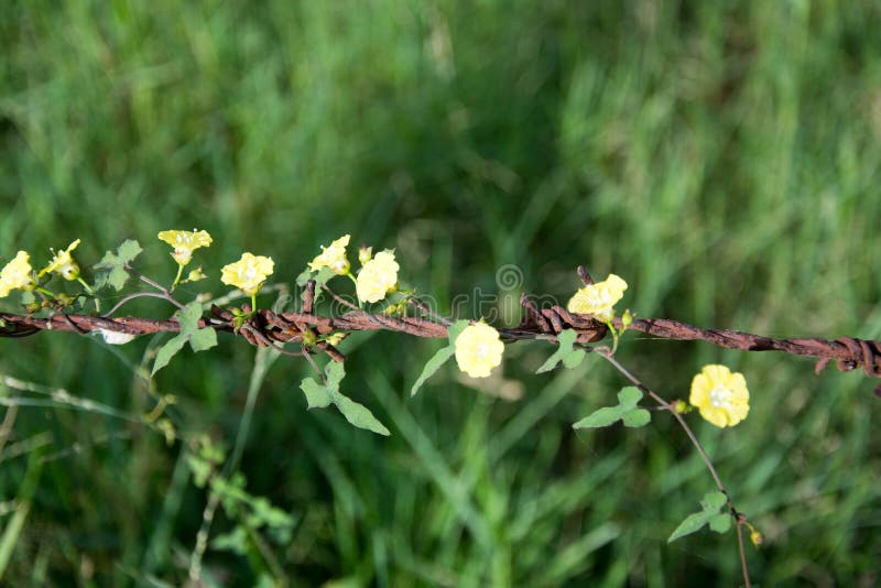 Thousands of Yellow Flowers on Old Rusty Barbed Wire. Stock Image ...