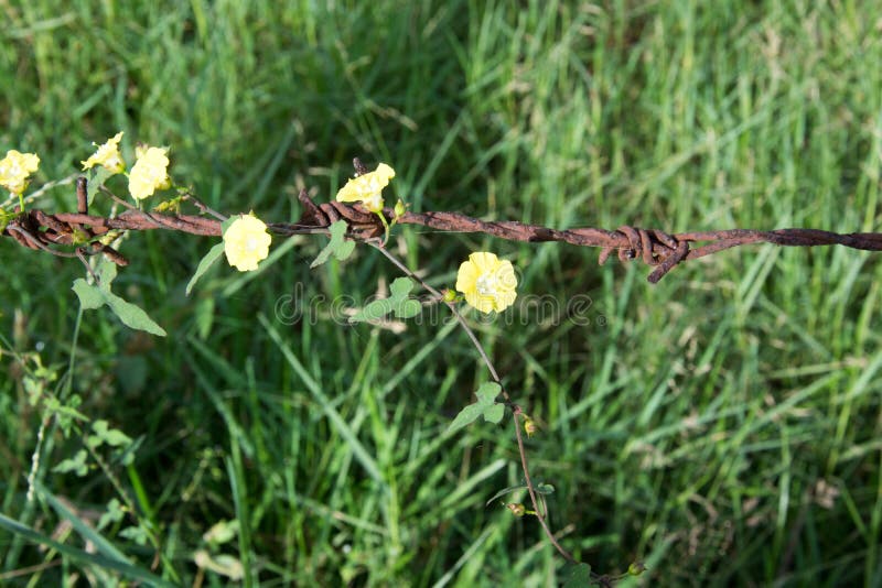 Thousands of Yellow Flowers on Old Rusty Barbed Wire. Stock Photo ...