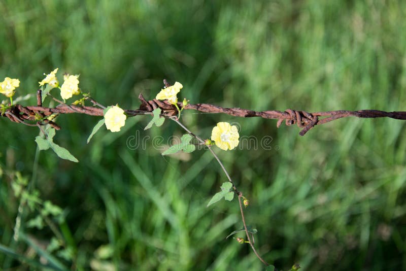 Thousands of Yellow Flowers on Old Rusty Barbed Wire. Stock Image ...