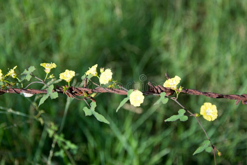 Thousands of Yellow Flowers on Old Rusty Barbed Wire. Stock Photo ...