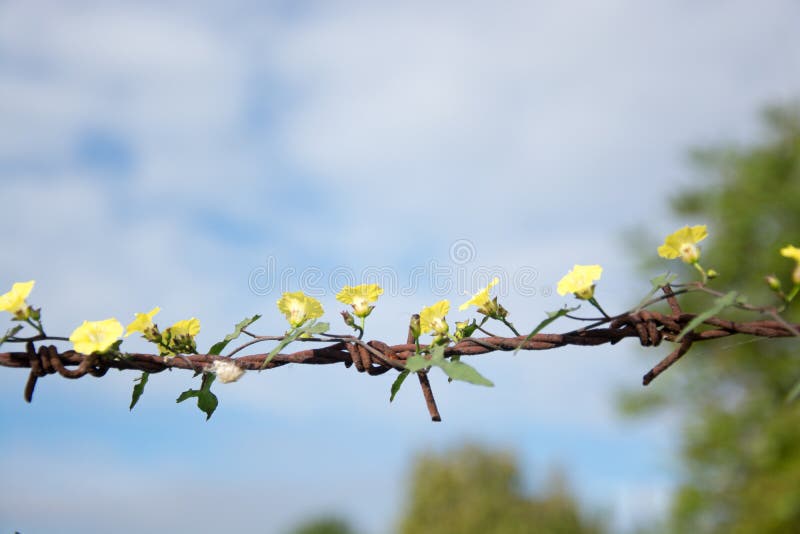 Thousands of Yellow Flowers on Old Rusty Barbed Wire. Stock Image ...