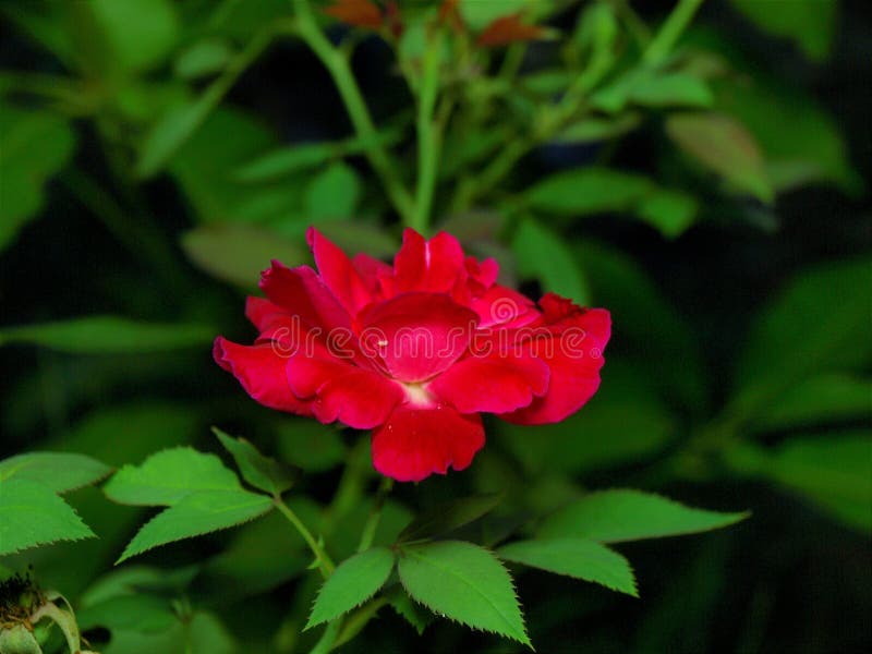 THR RED ROSE stock photo. Image of nature, flower, looking - 261564486