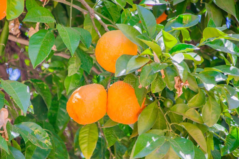 Oranges on tree. stock photo. Image of tangerine, fruit - 121589560