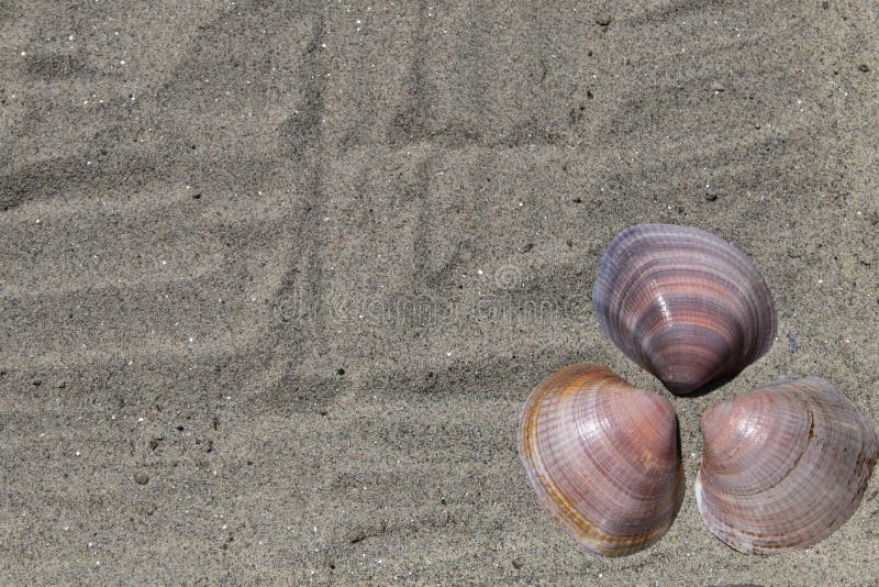 Thre Shells Stock Photos - Free & Royalty-Free Stock Photos from Dreamstime