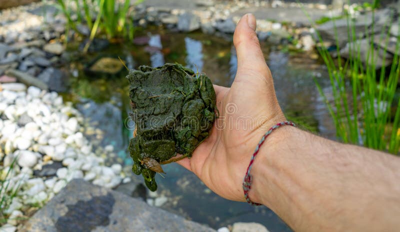 Thread Algae Plague in the Garden Pond Stock Photo - Image of plants ...