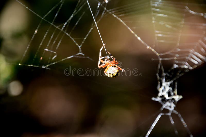 Thread Coming Out of an Orbweaver Spider Stock Photo - Image of ...
