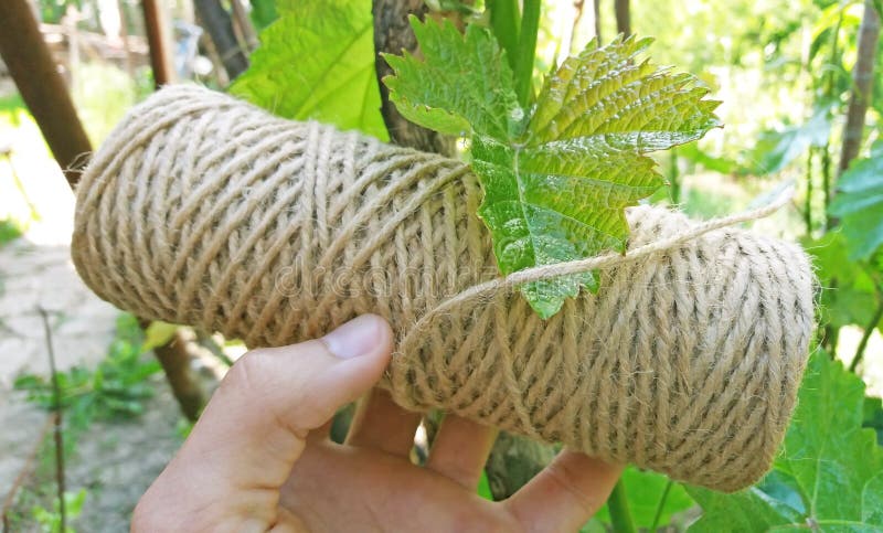 Thread for gardening stock photo. Image of tools, vines - 93377322