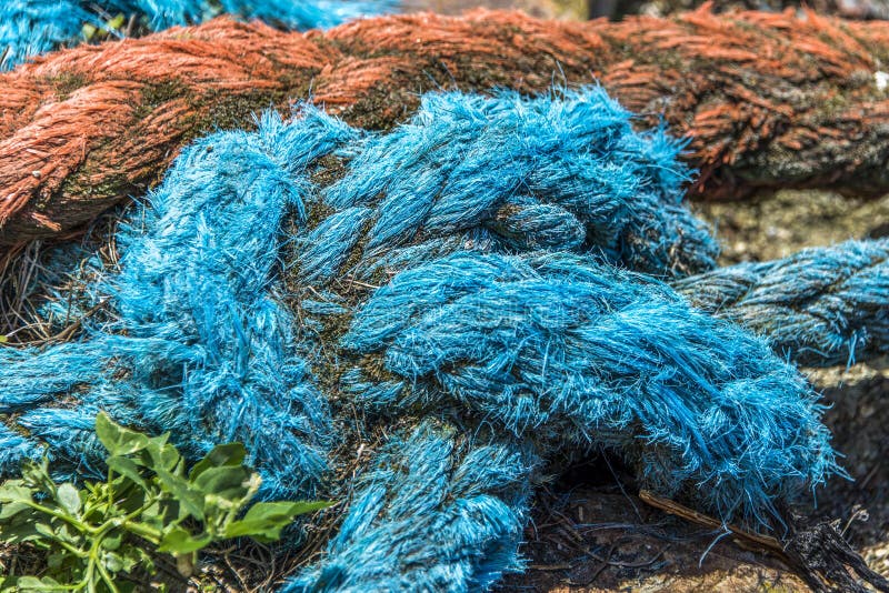 Thread, Grass, Tree Picture. Image: 121708093