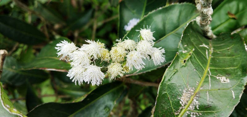 Thread Like White Colour Flowers, Ooty, Tamilnadu, India. Stock Photo ...