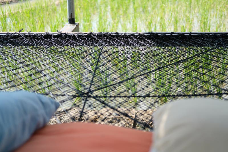 Thread Rope Net Bed Pillow for Sleeping beside Rice Paddy Field Stock ...