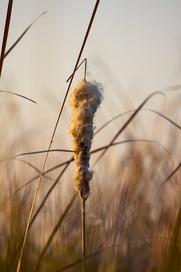 Thread Rushes Stock Photos - Free & Royalty-Free Stock Photos from ...