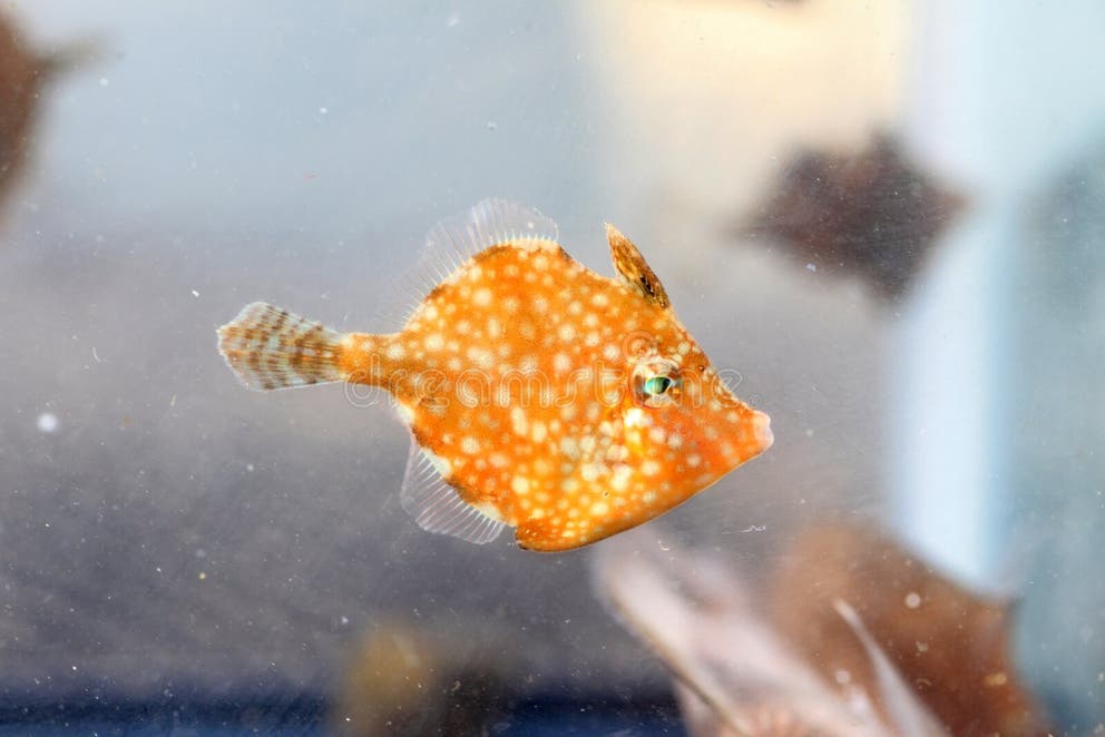 Thread-sail filefish stock photo. Image of fishing, fish - 45245960