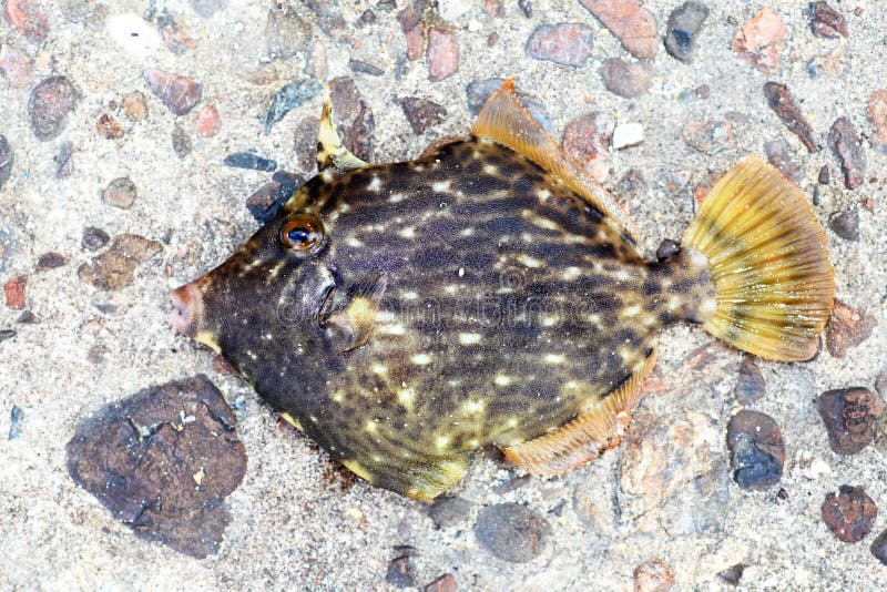 Filefish, Thread-sail Filefish Fish Stock Photo - Image of face, copy ...