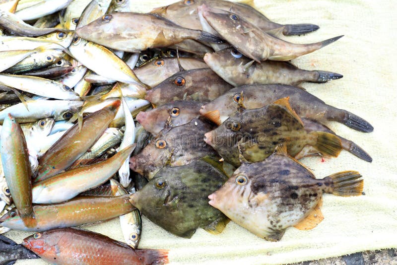 Thread-sail filefish stock photo. Image of salt, pacific - 45265058