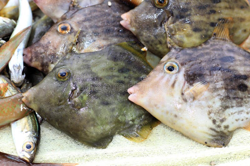 Thread-sail filefish stock photo. Image of salt, pacific - 45265058