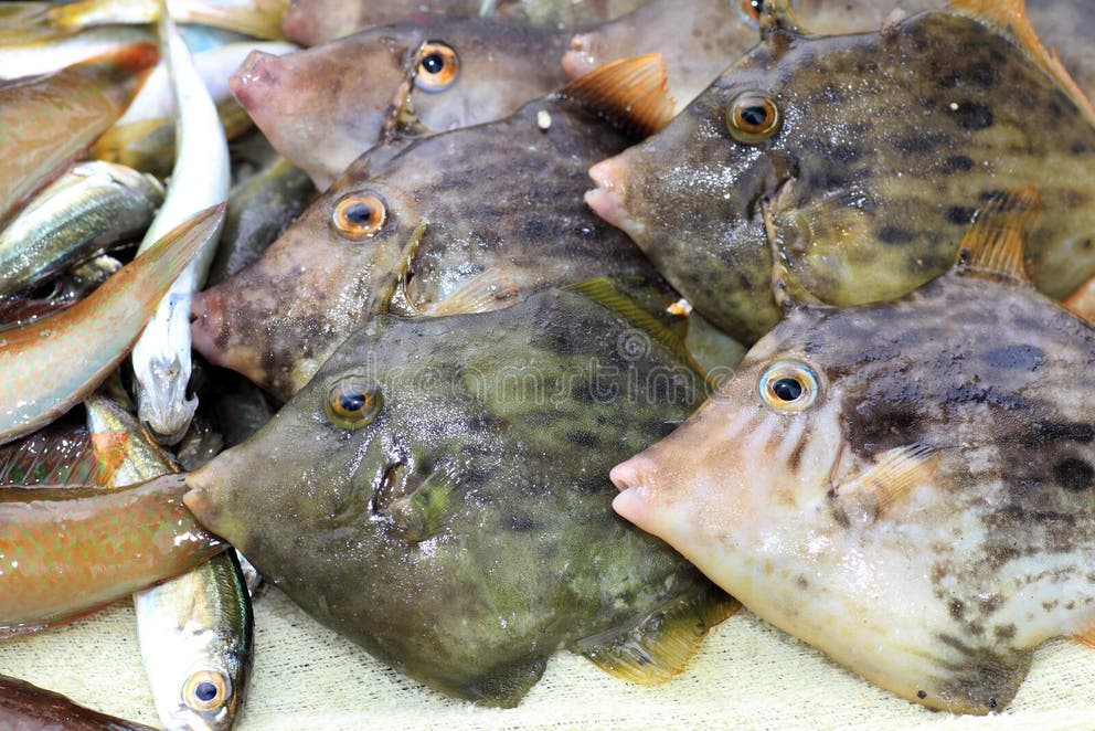 Thread-sail filefish stock image. Image of thread, pacific - 45265191
