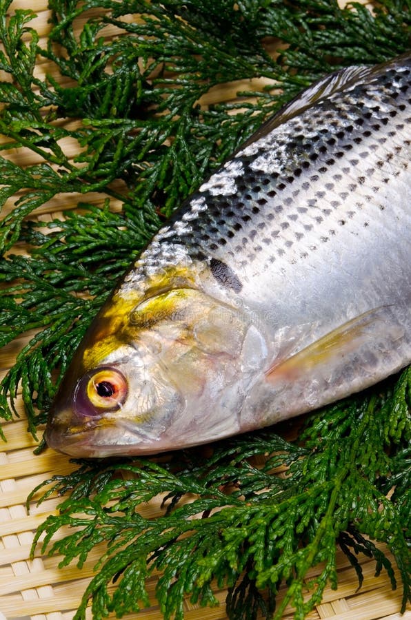 Thread shad stock photo. Image of fish, healthy, macro - 24315080