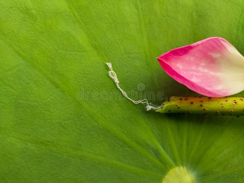 The stem of lotus cut stock image. Image of background - 148030841