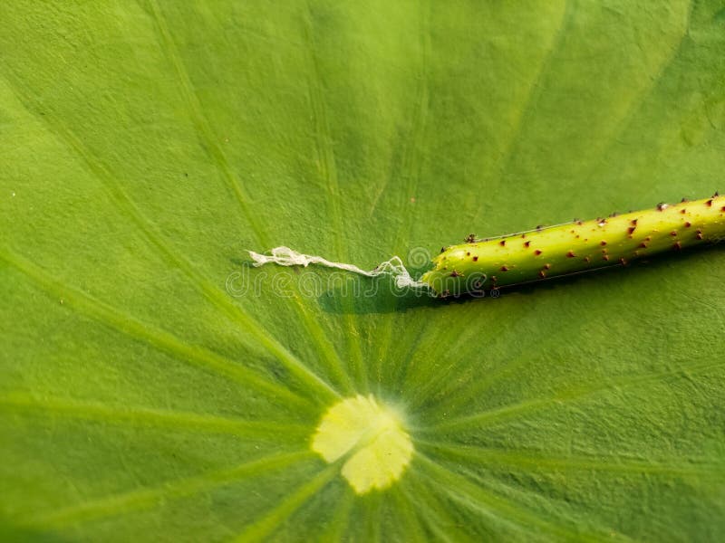 The Thread from the Stem of the Lotus Leaf Stock Image - Image of green ...