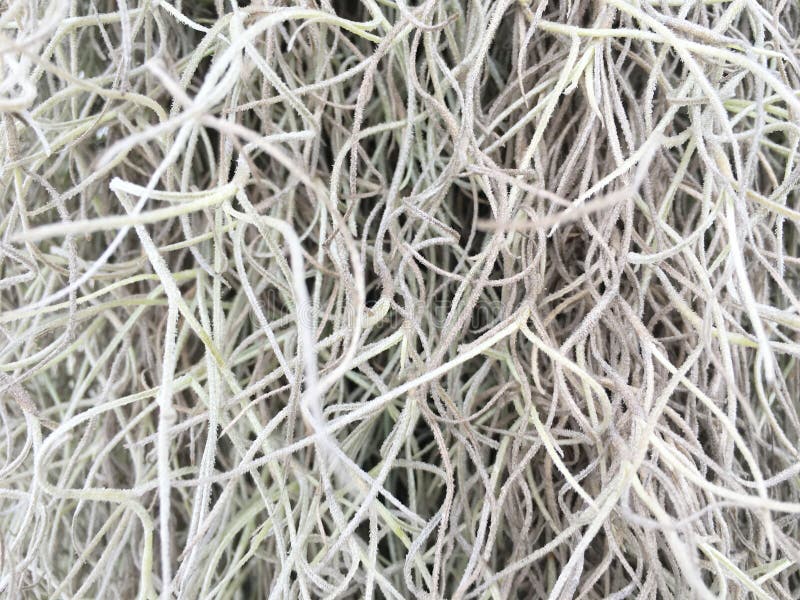 Thread Tree texture stock image. Image of blond, brick - 74744593