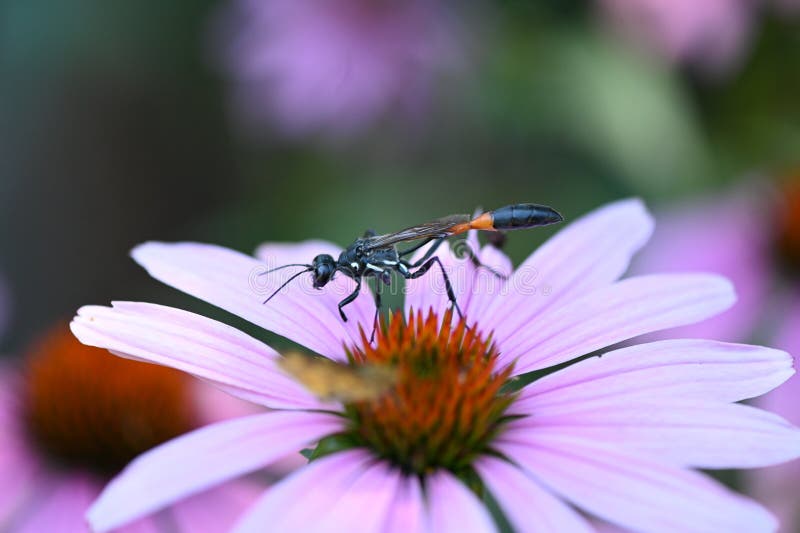 Thread Waisted Wasp stock image. Image of insect, thread - 193052045