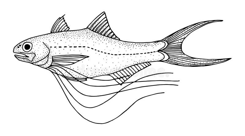 Threadfin. Black Hand Drawn Realistic Outline Vector Image. Stock ...