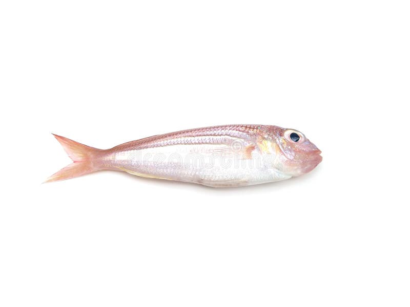 Threadfin Bream or Pink Perch Fish Isolated on White Background ...