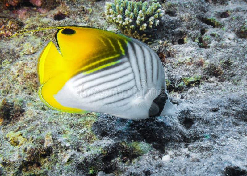 Threadfin Butterfly Fish at the Bottom of the Indian Ocean Stock Image ...