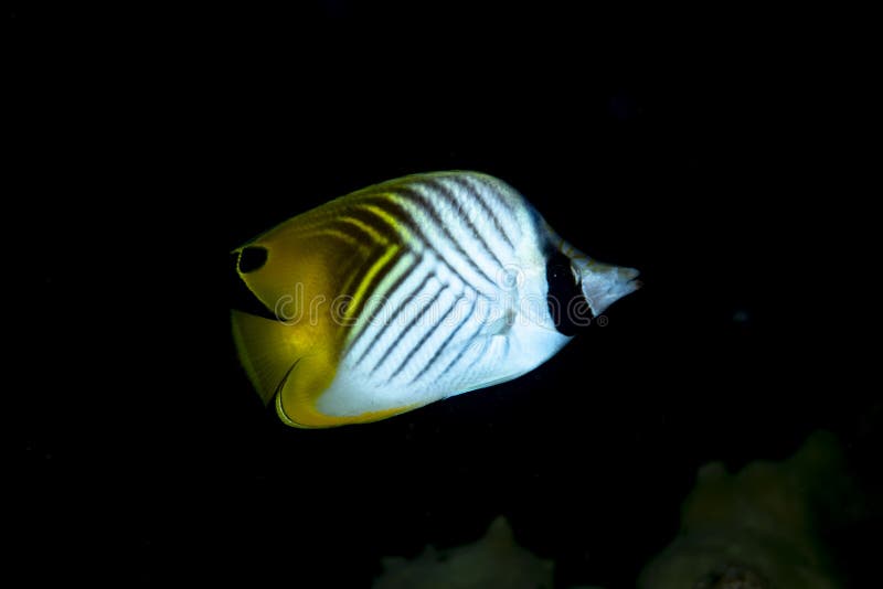 Threadfin Butterflyfish Chaetodon Auriga Stock Photo - Image of auriga ...