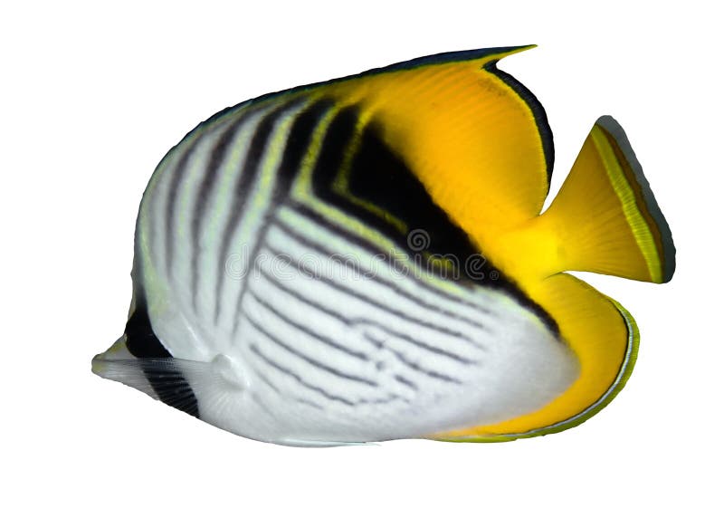 Threadfin Butterflyfish (Chaetodon Auriga) at the Red Sea Coral Reef ...